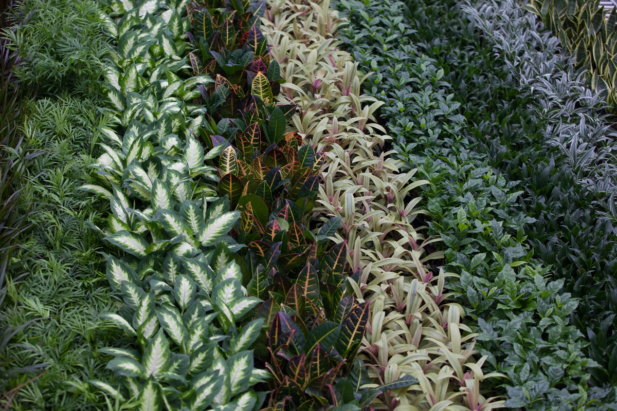 Slappendel Greenhouses – Slappendel Greenhouses Inc.