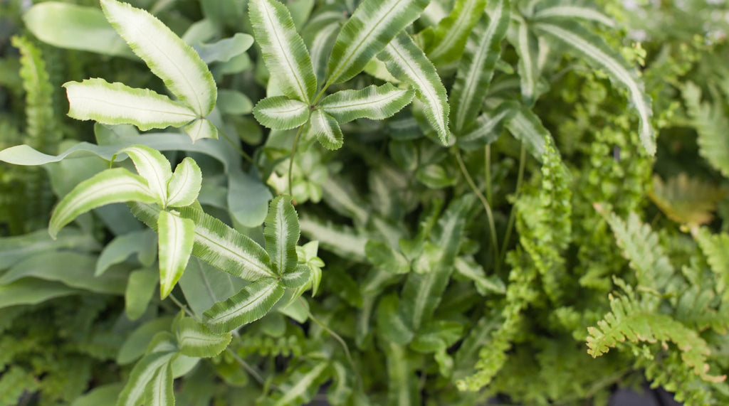 6" Assorted Ferns – Slappendel Greenhouses Inc.