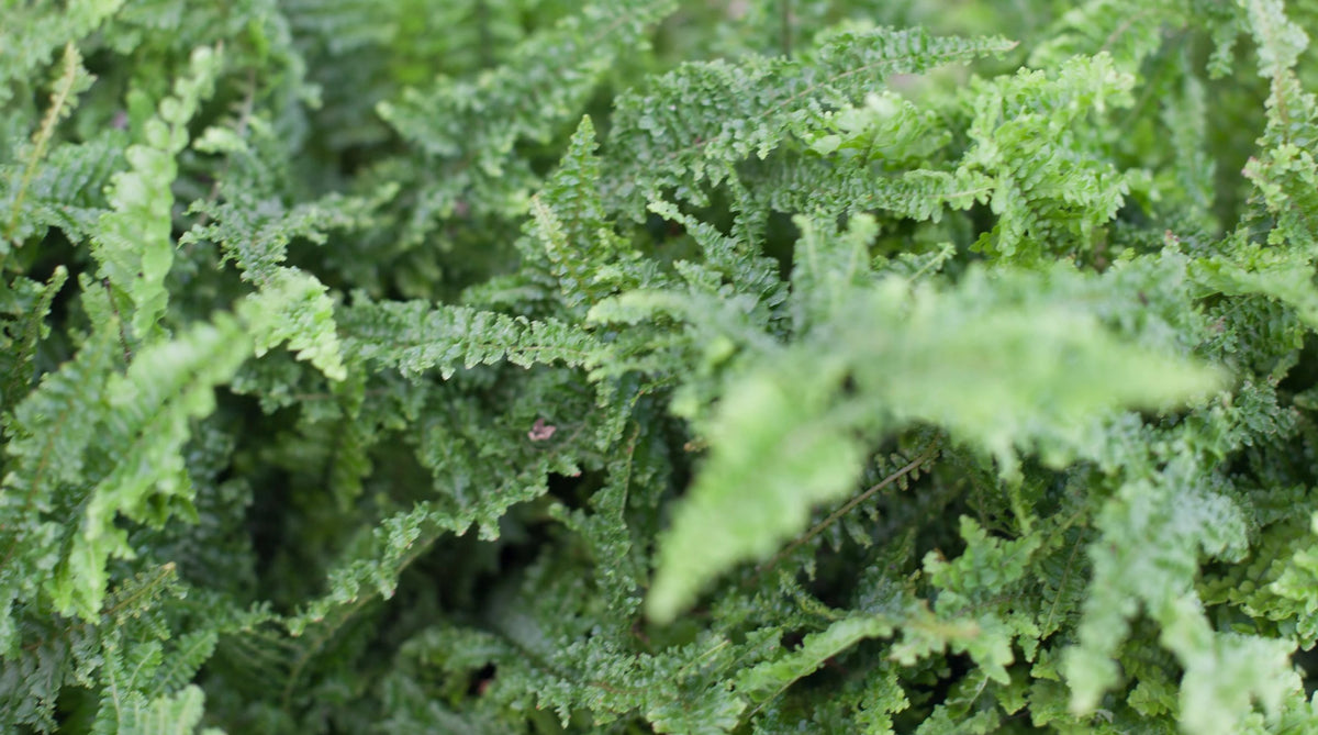 6" Fluffy Ruffle Fern – Slappendel Greenhouses Inc.