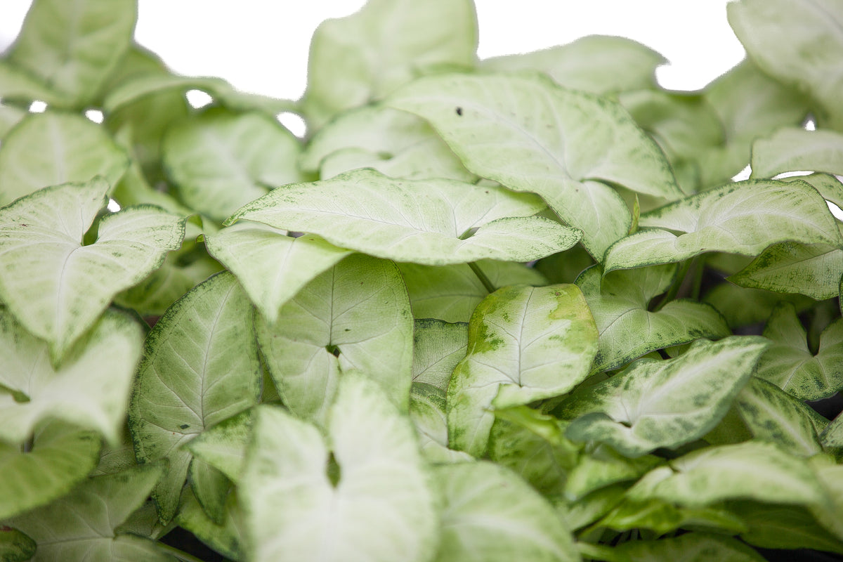3.5" Nephthytis – Slappendel Greenhouses Inc.