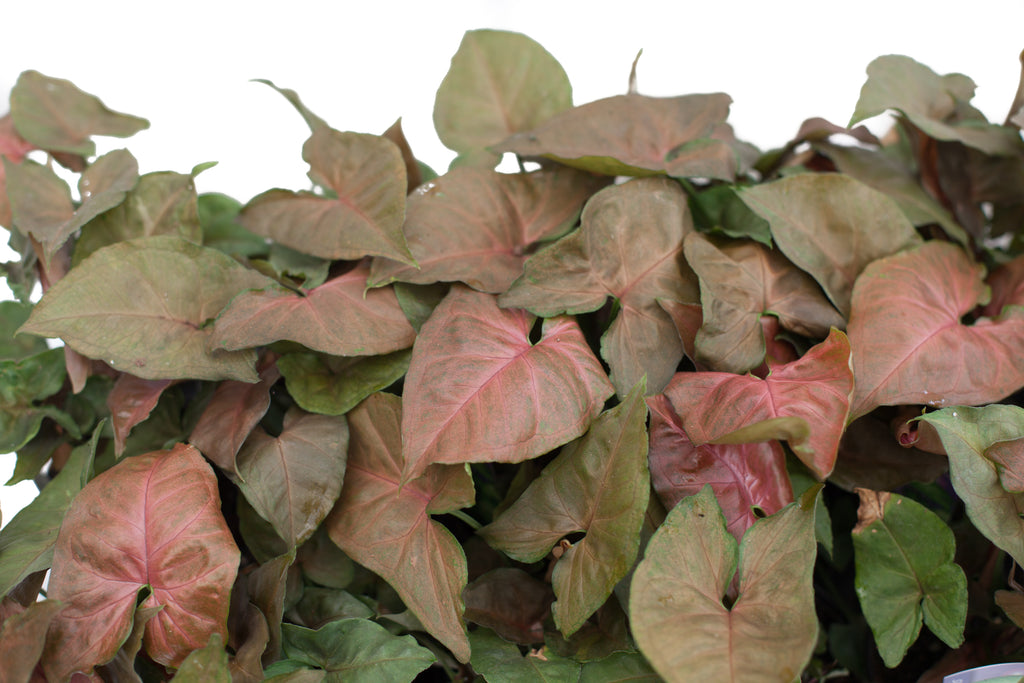 3.5" Nephthytis – Slappendel Greenhouses Inc.