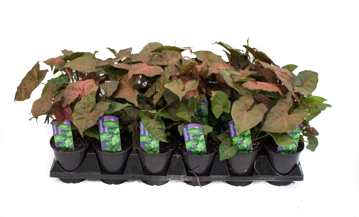 3.5" Nephthytis – Slappendel Greenhouses Inc.