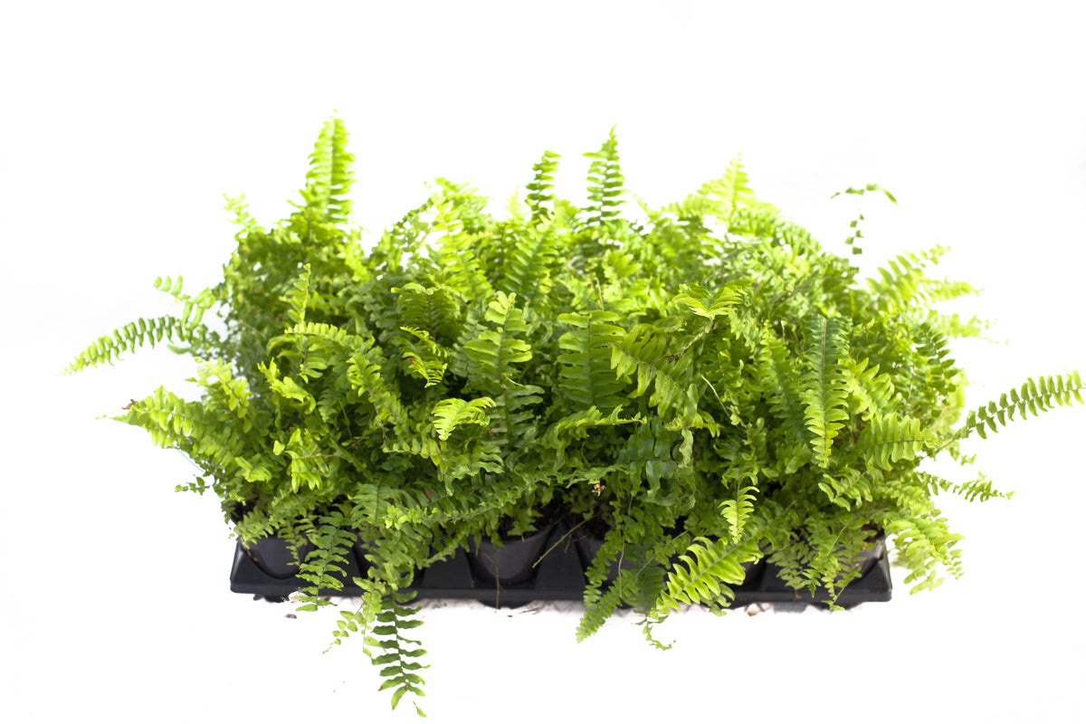 3.5" Nevada Fern – Slappendel Greenhouses Inc.