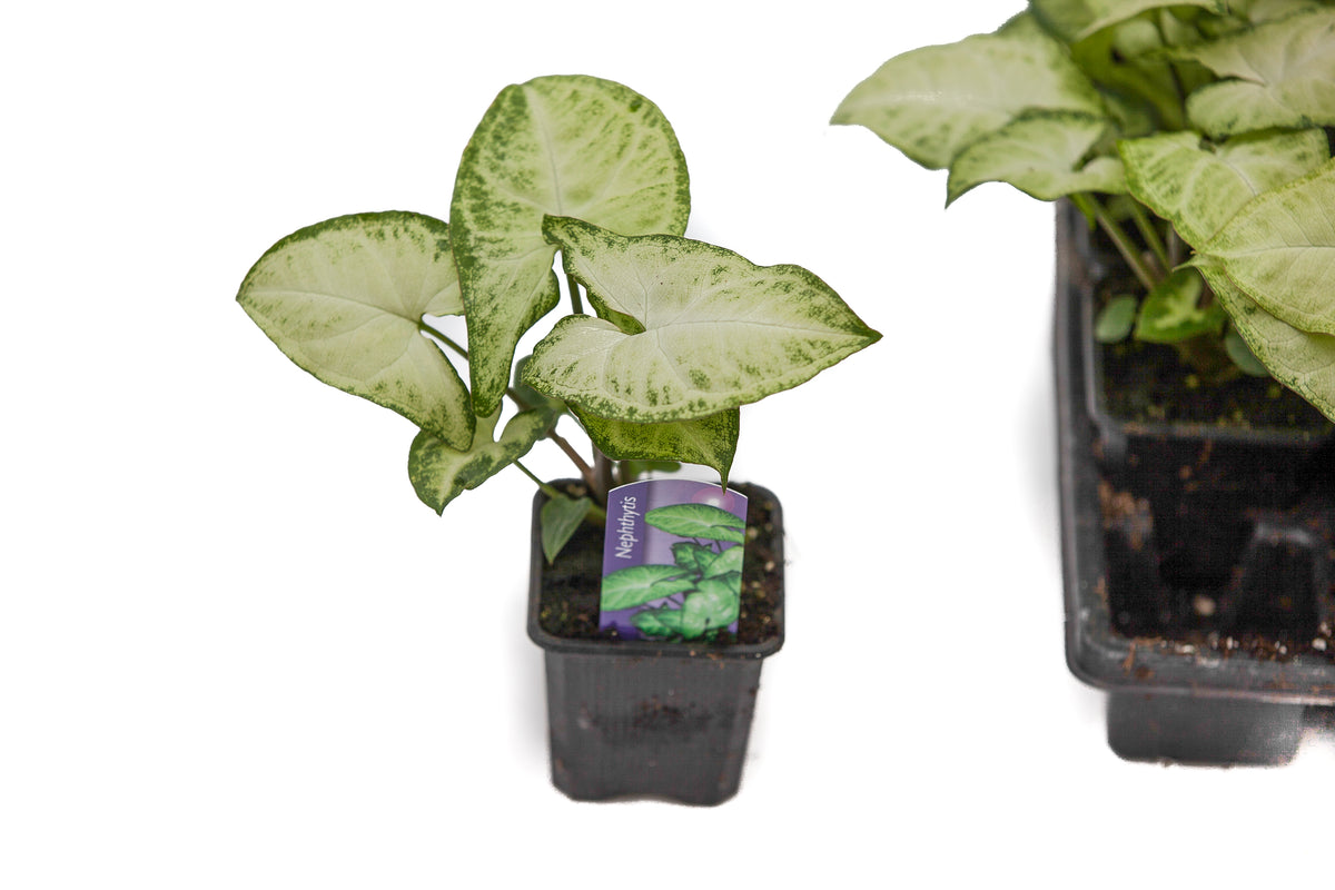 3" Nephthytis – Slappendel Greenhouses Inc.