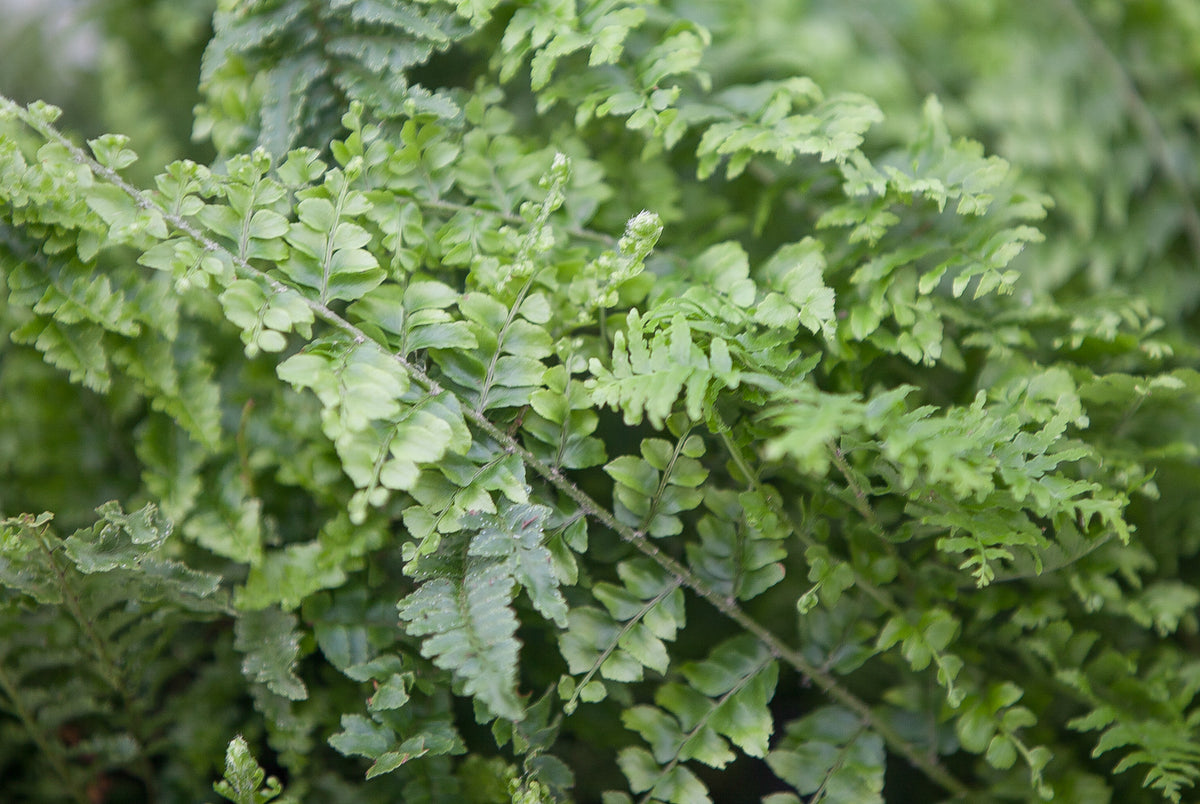 6" Green Fantasy Fern – Slappendel Greenhouses Inc.