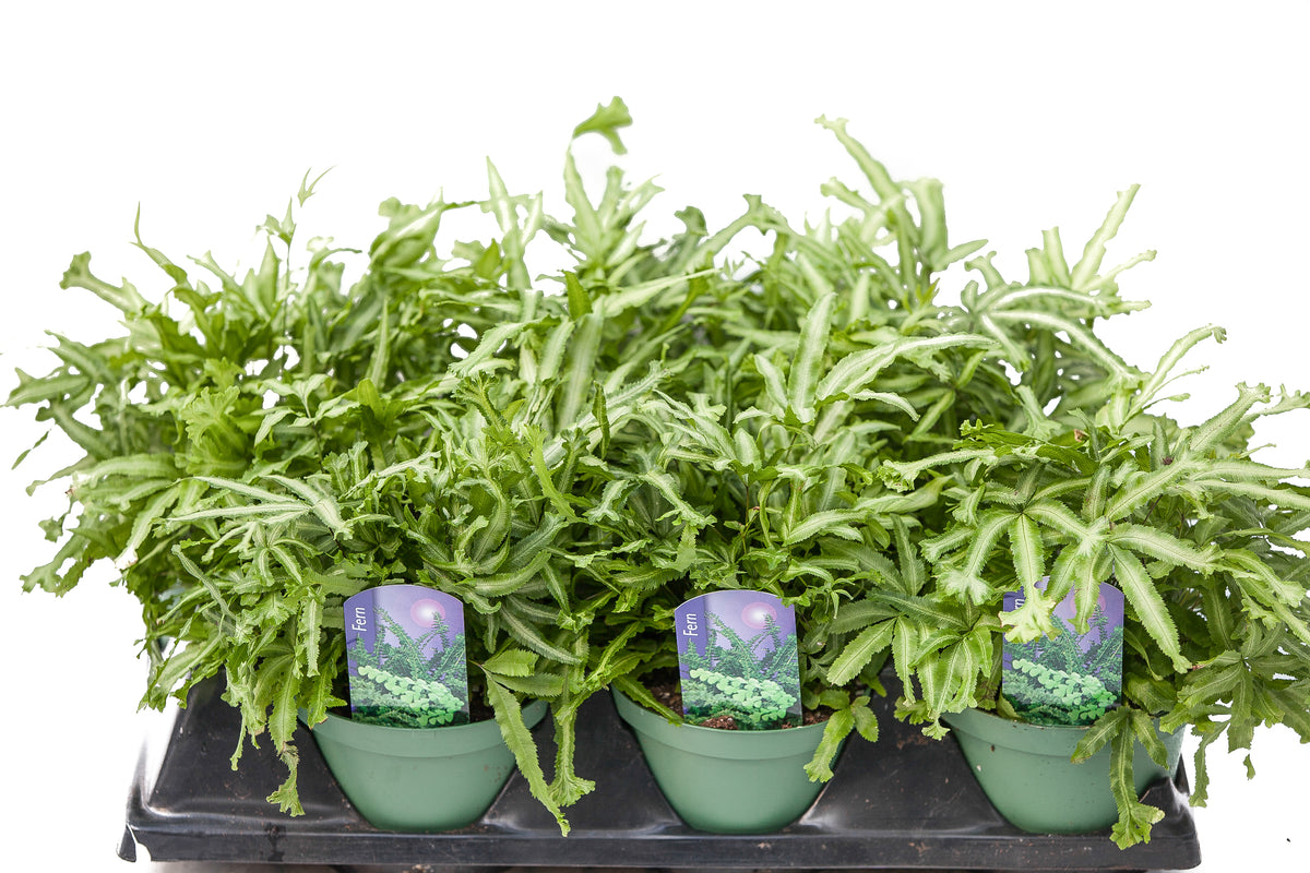 6" Mayi Fern – Slappendel Greenhouses Inc.