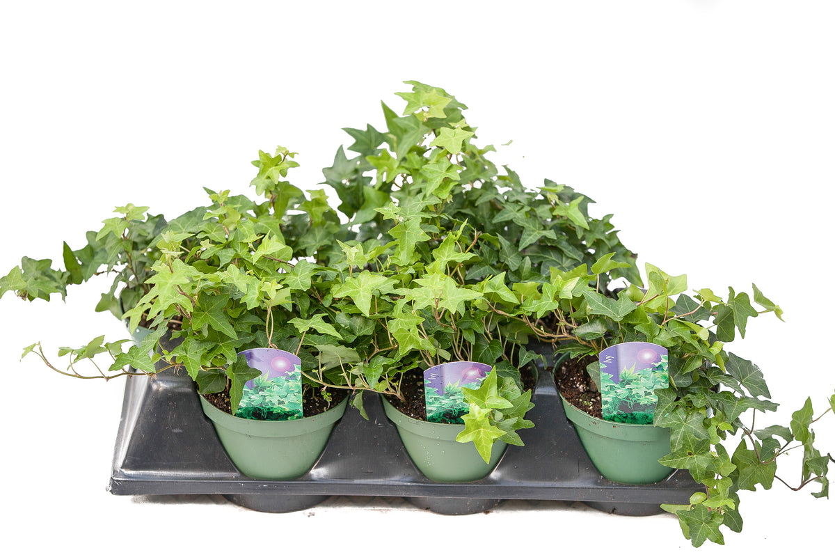 6" Ivy – Slappendel Greenhouses Inc.