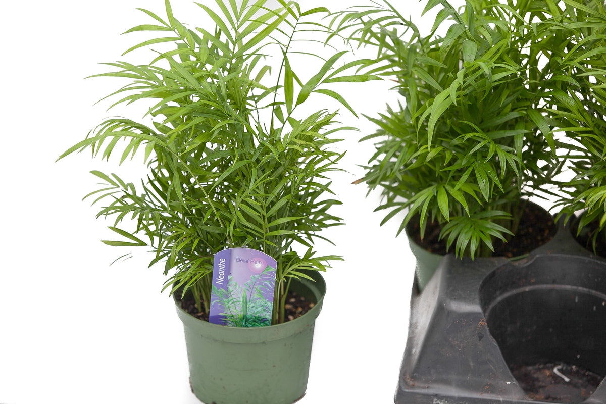 6" Palm – Slappendel Greenhouses Inc.