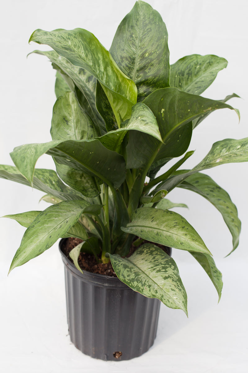 10" Chinese Evergreen – Slappendel Greenhouses Inc.