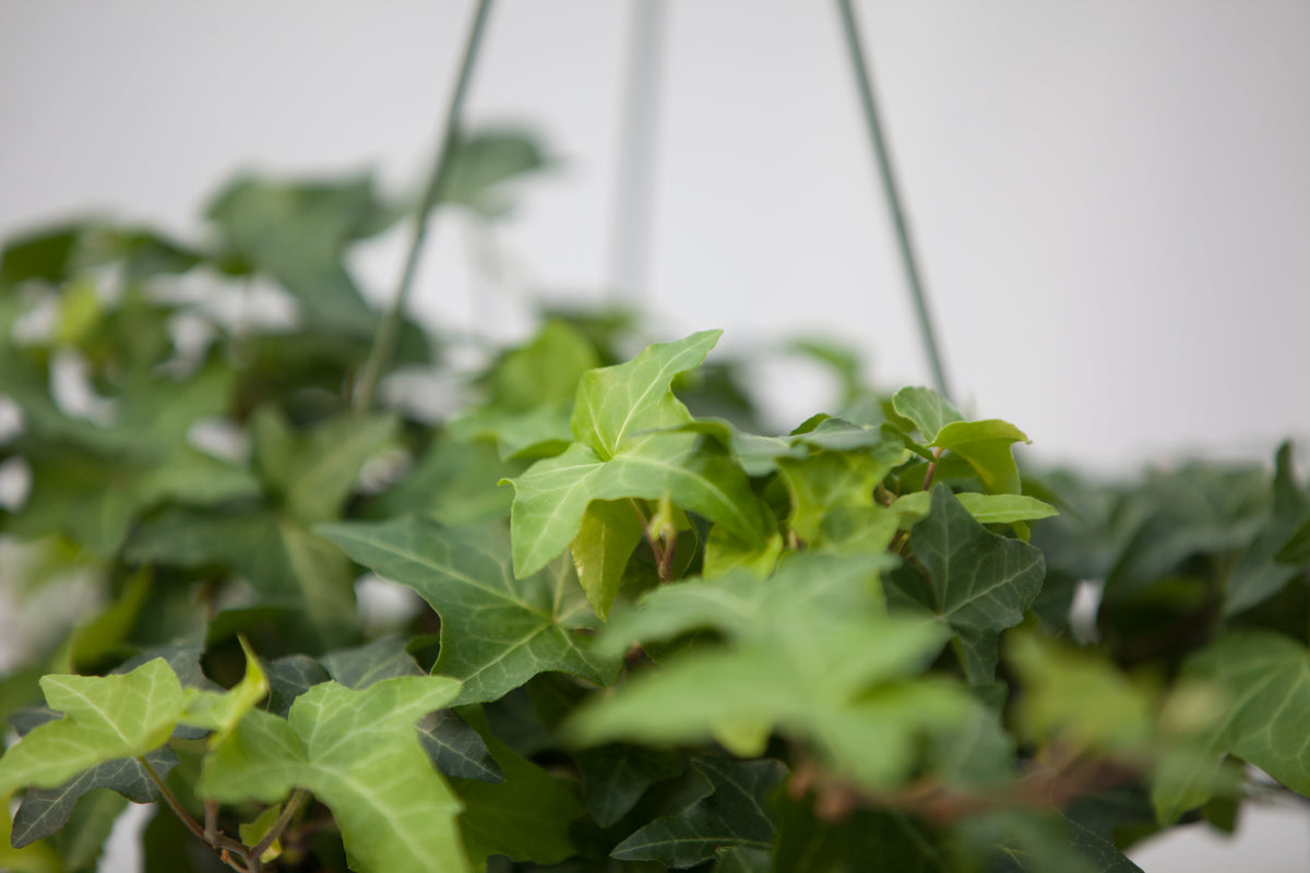6" Ivy Hanging Basket – Slappendel Greenhouses Inc.