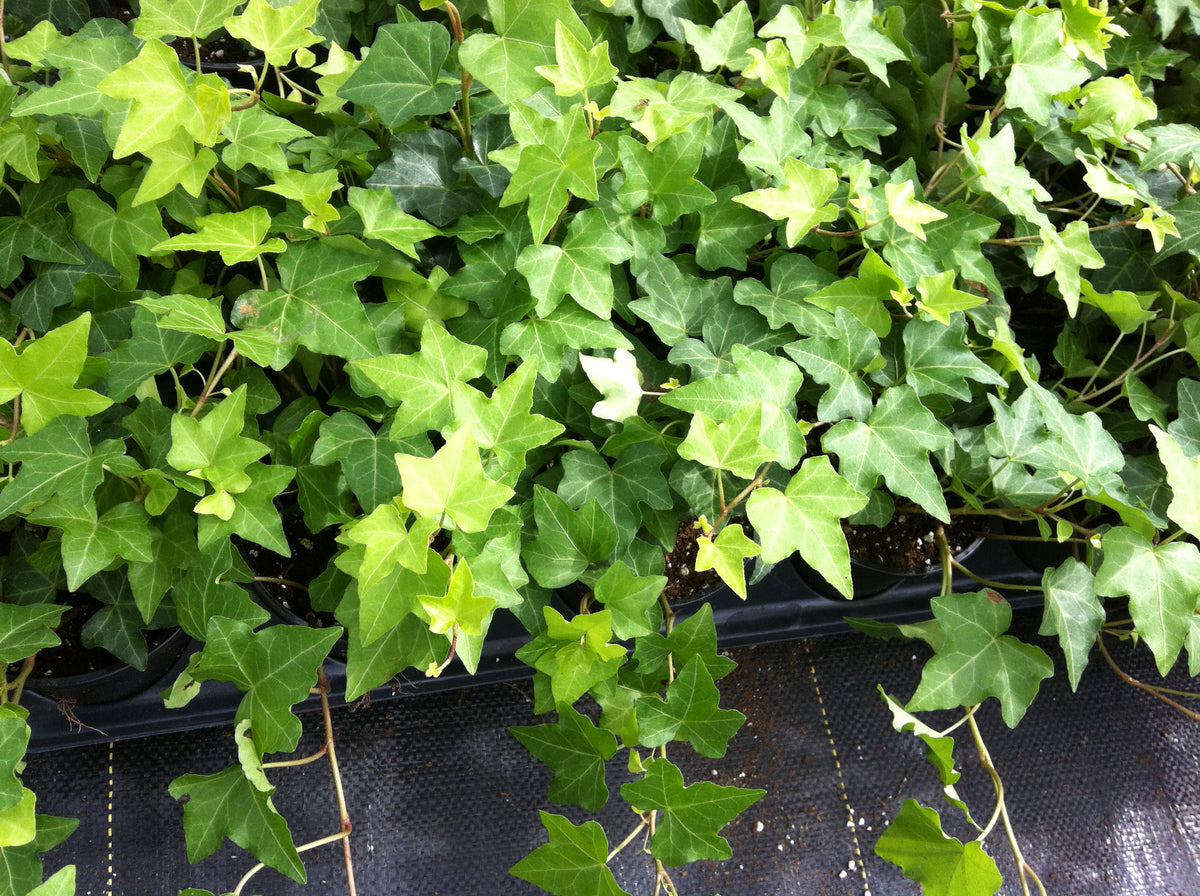 4" Ivy – Slappendel Greenhouses Inc.